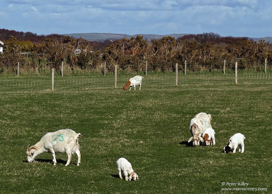 Baby Goats at Ballacrye in Ballaugh - Manx Scenes Photography