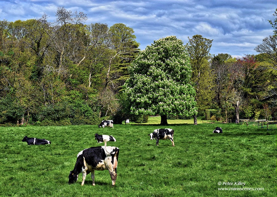 A Manx Scene from Lezayre - Manx Scenes Photography