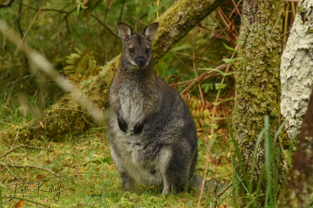 My Isle of Man Wildlife/Nature Images | Manx Scenes Photography