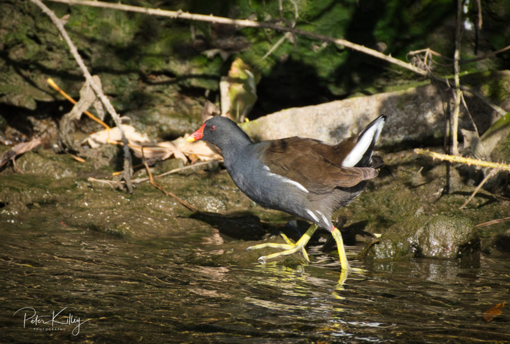 My Isle of Man Wildlife/Nature Images - Manx Scenes Photography