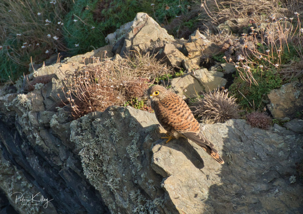 Female Kestrel Marine Drive - Manx Scenes Photography