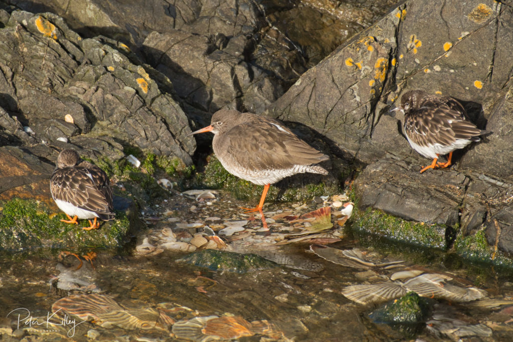 My Isle of Man Wildlife/Nature Images - Manx Scenes Photography