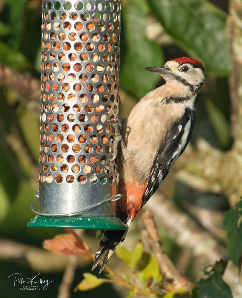 My Isle of Man Wildlife/Nature Images - Manx Scenes Photography