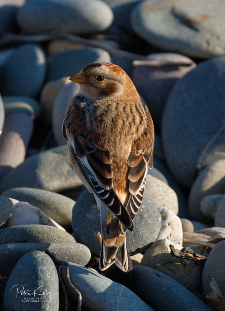 My Isle of Man Wildlife/Nature Images - Manx Scenes Photography