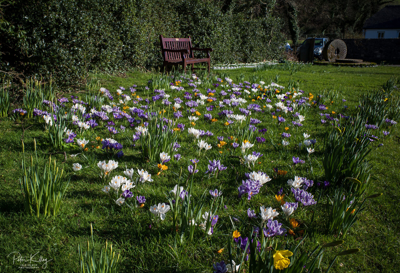 Crocus and Daffodils - Sulby - Manx Scenes Photography